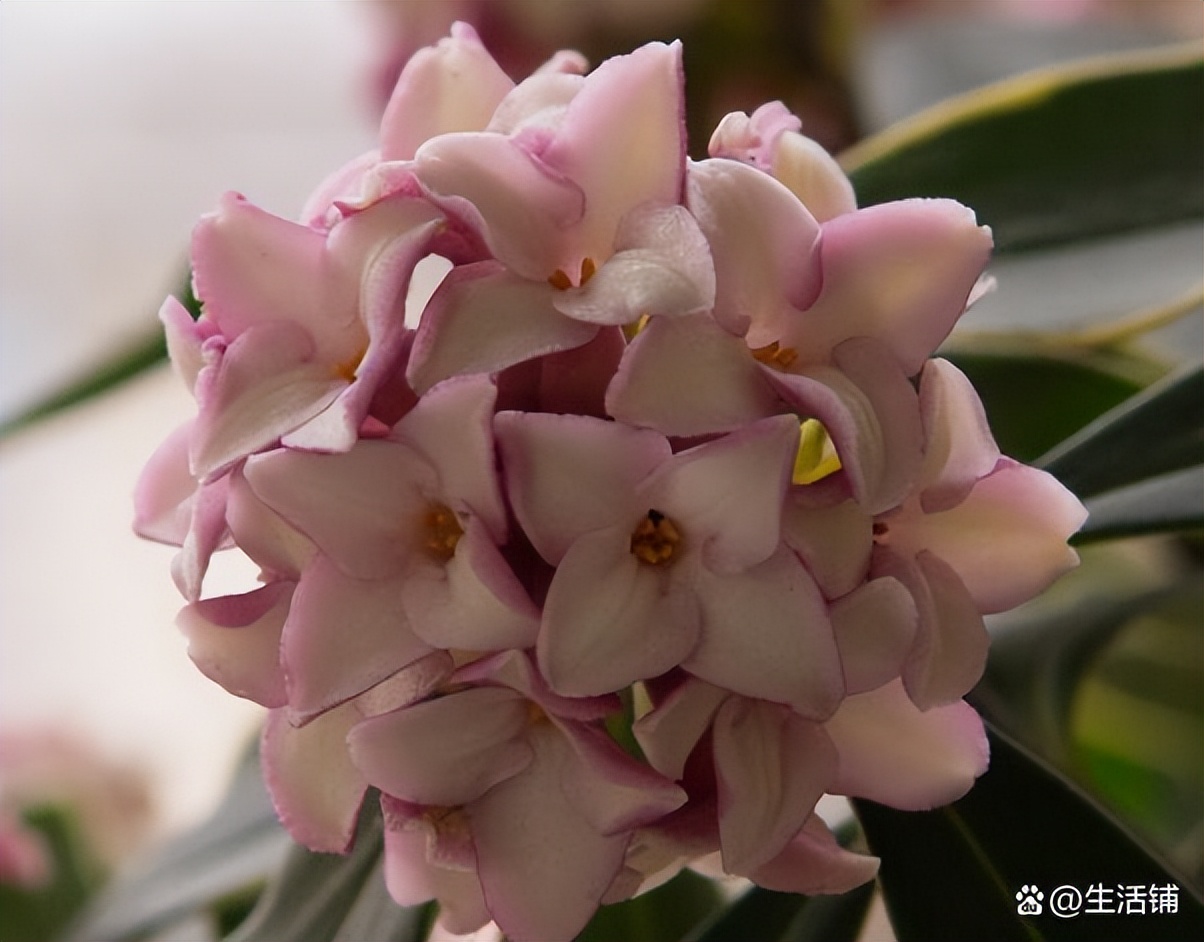 Don't cut Ruixiang flowers randomly in autumn, do it at 3 o'clock, the ...