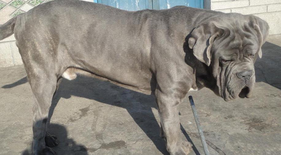 The Neapolitan dog known as the "killer dog", the jewel in the palm of ...