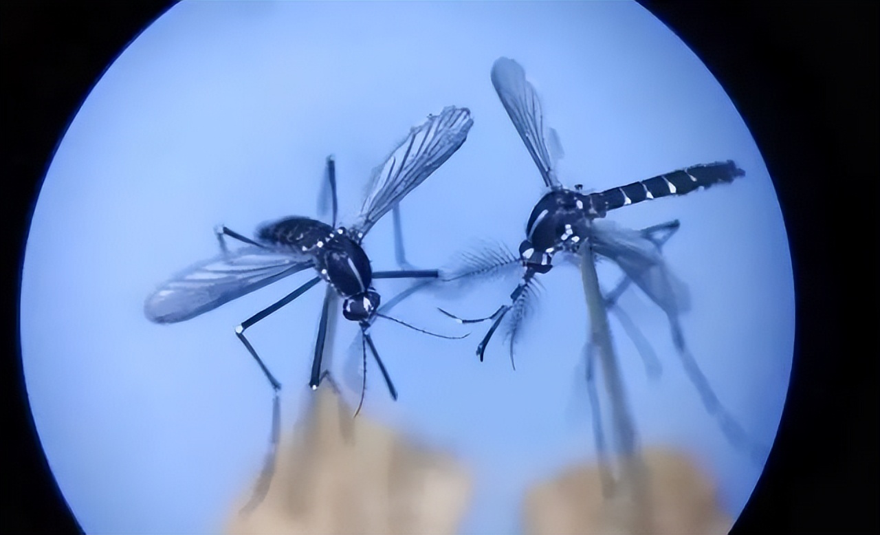 The world's largest mosquito factory: working overtime to produce 30 ...