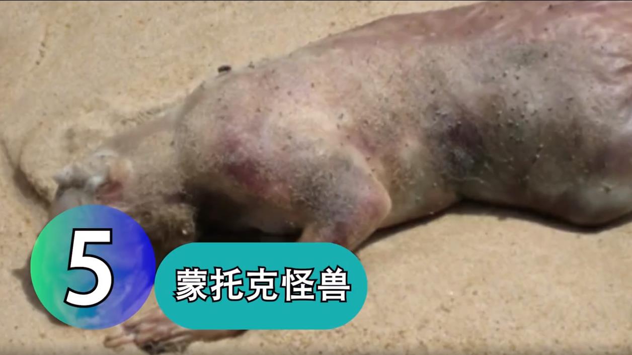 7 kinds of strange creatures discovered by the folks, human-faced fish ...