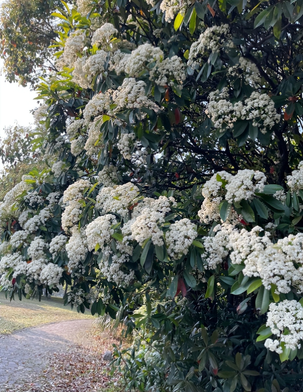 Heather flowers are so smelly, why are they planted all over the street ...