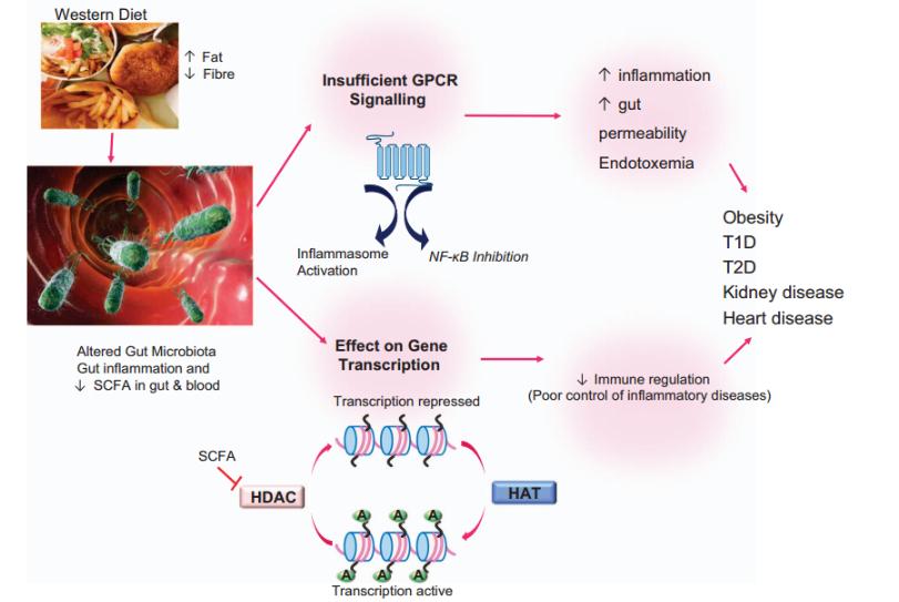 Importance of short-chain fatty acid biochemistry in nondigestible ...