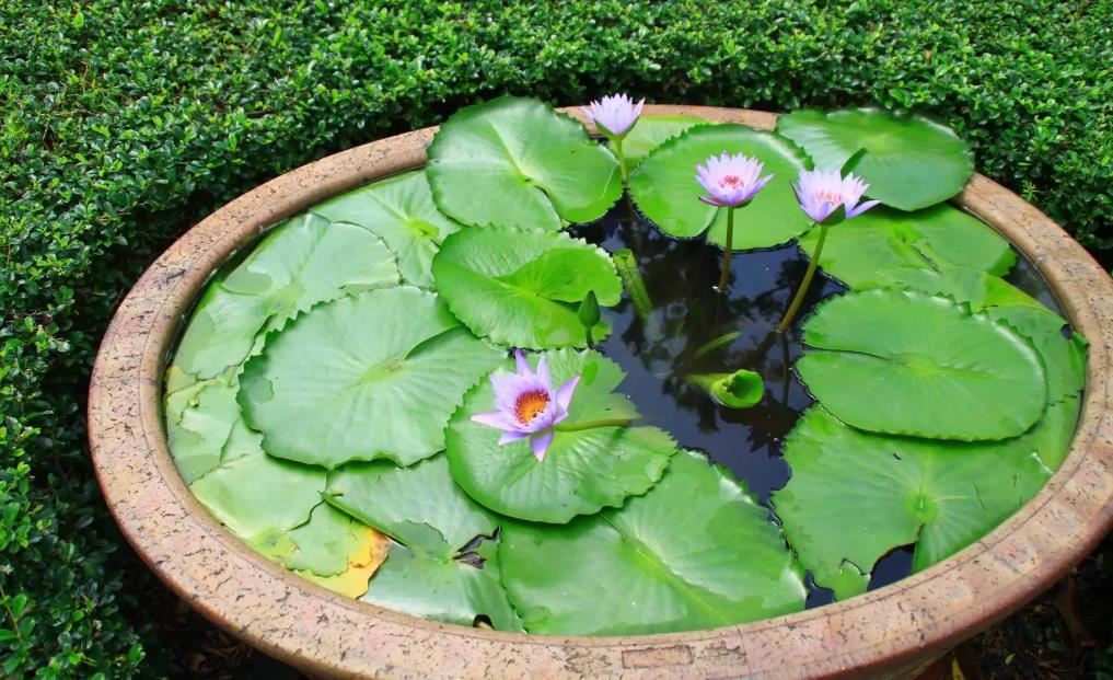 What are the omens of the double spring in the year of the rabbit? Why ...