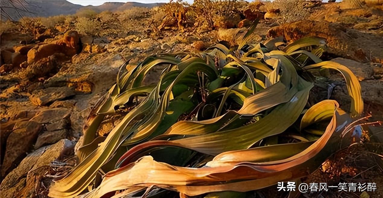 The "big octopus" in the African desert, it goes wherever there is ...