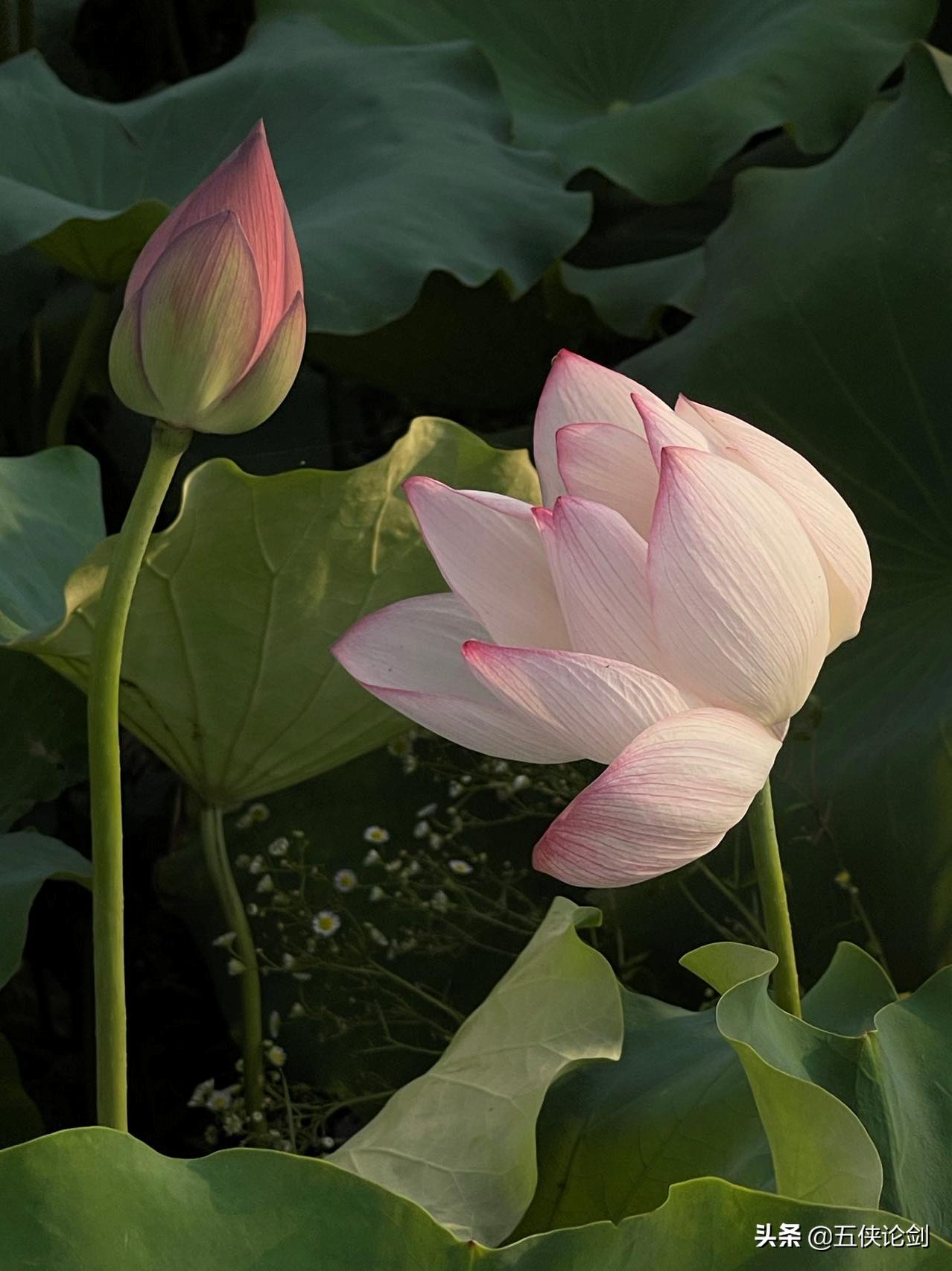 "Jinxiang Original" said Ailian - iNEWS