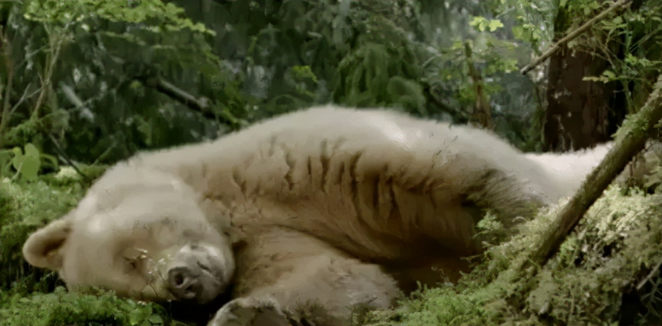 "The worst unlucky bear in history" got albinism and was mistaken for ...