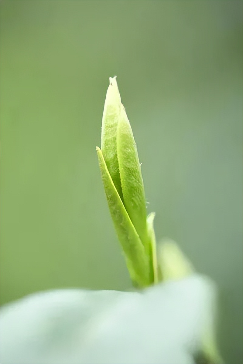 Xiaoman slightly cool early summer long Mantiansi tea - iNEWS