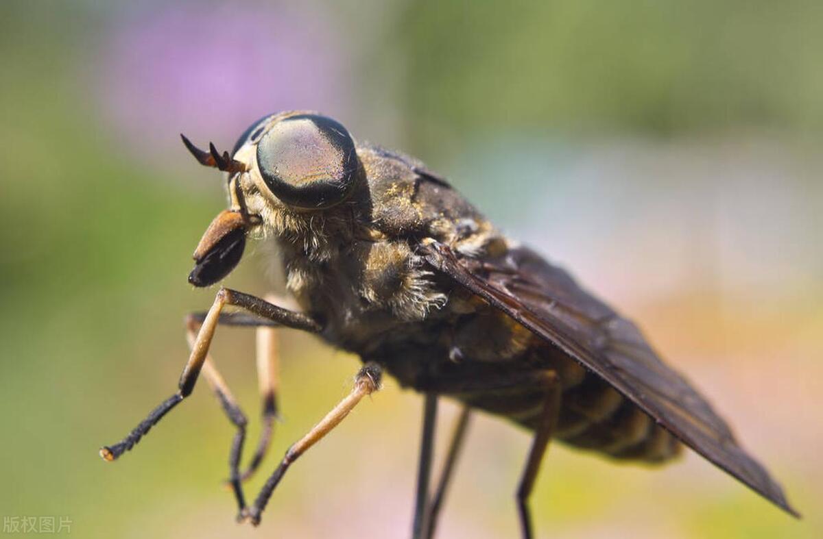 What is a Gadfly? Why can't the gadfly's nest be pinched? The fastest ...