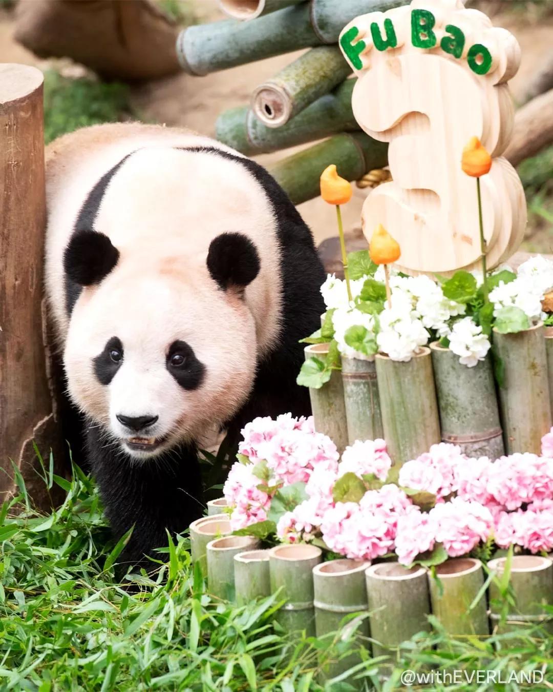 happy birthday fubao - iMedia