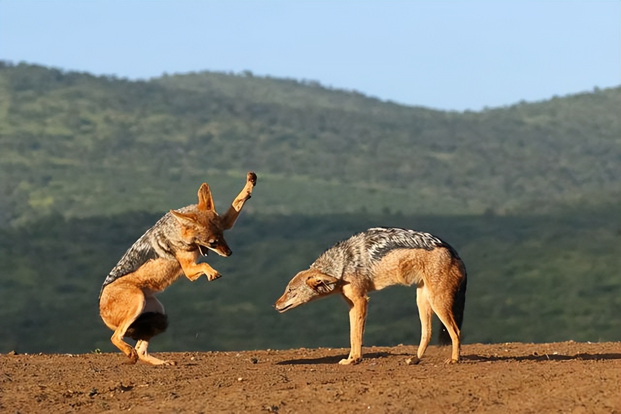 What are the natural enemies of giant pandas? The last one was ...