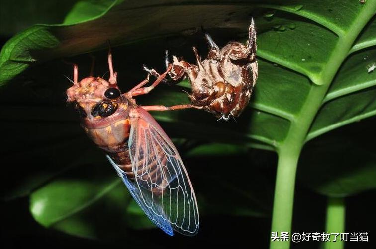 Life of the cicada: Although only present in summer, it is the longest ...