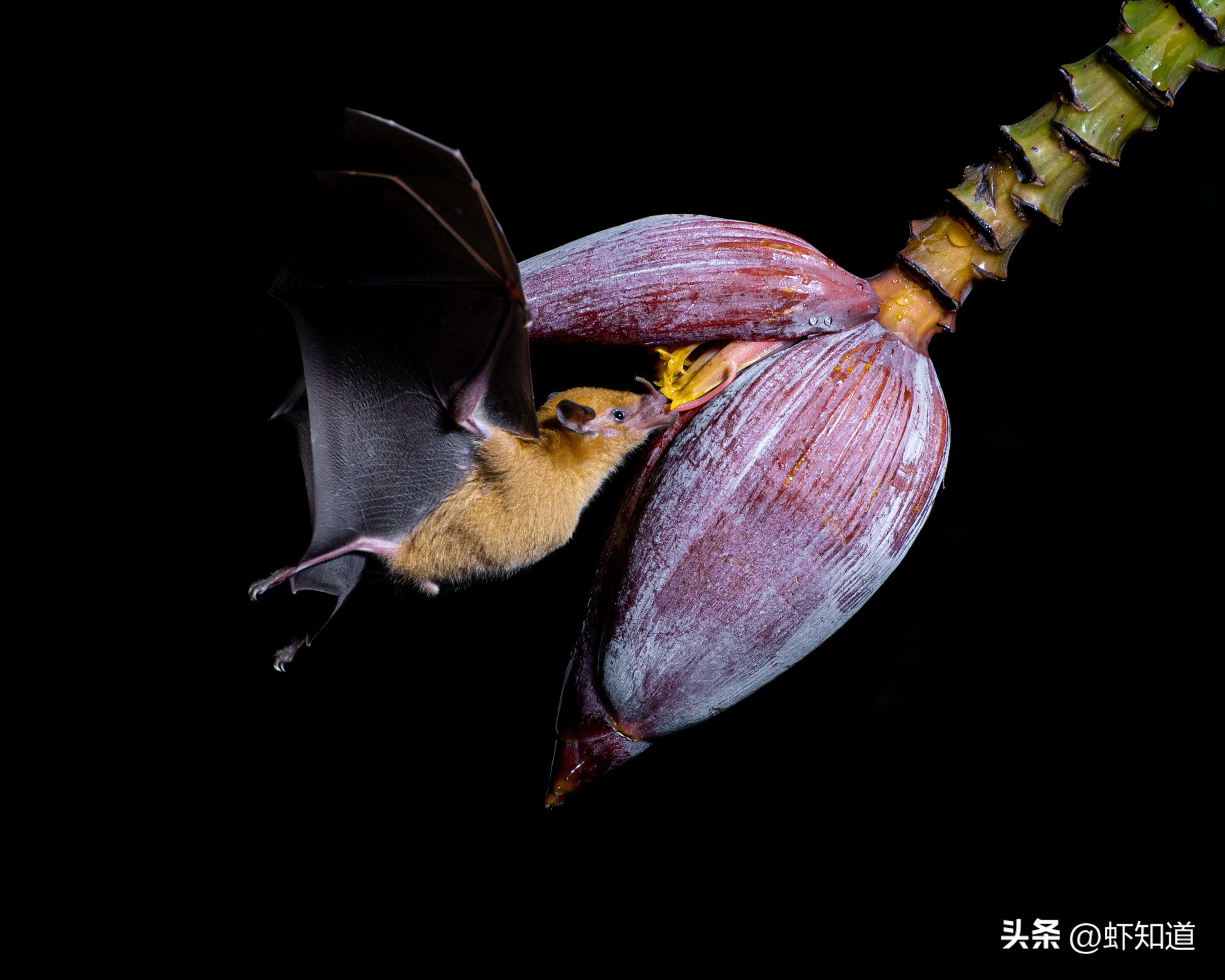 Why do bats like to live in groups? - iMedia