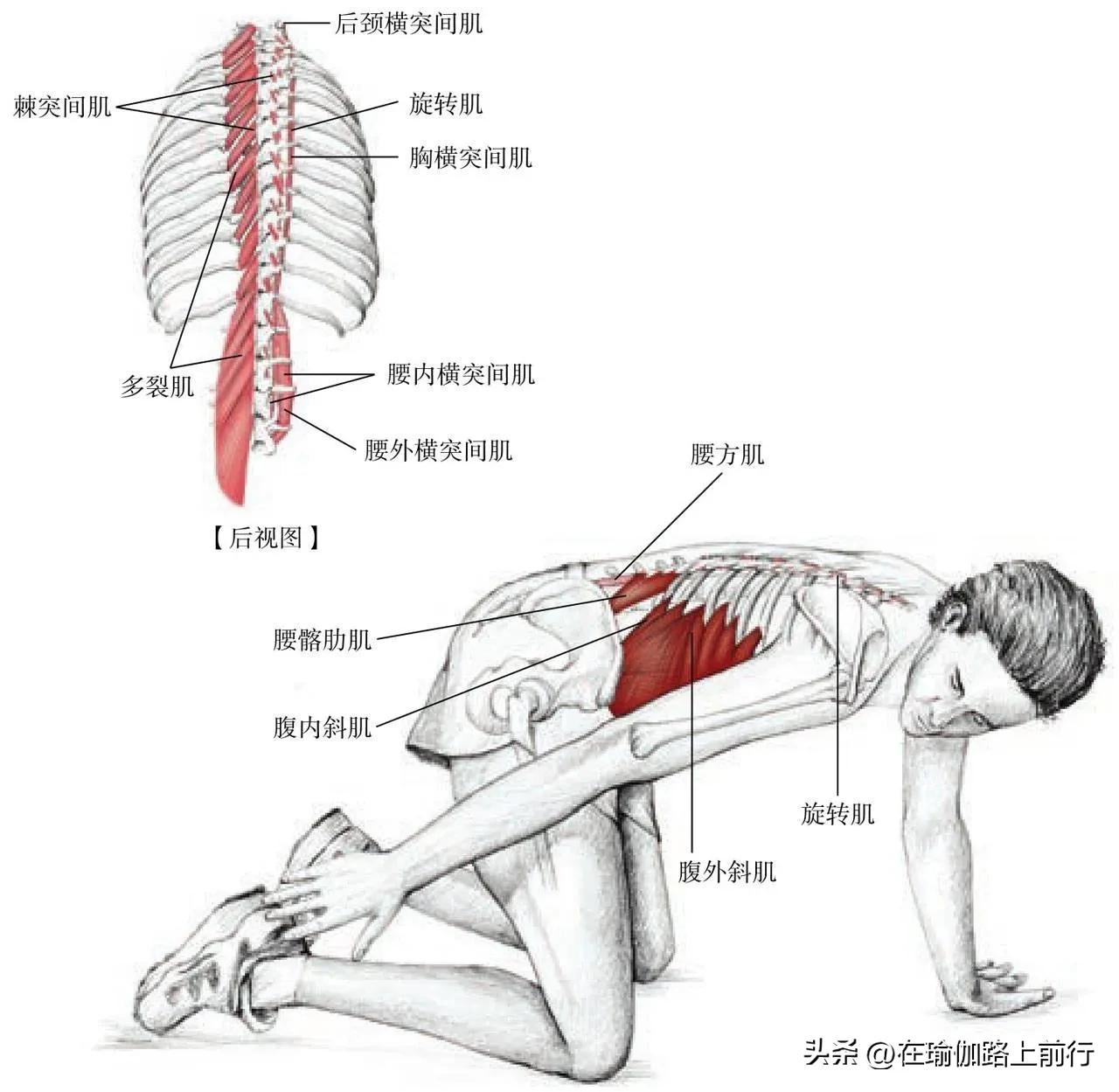 Stretch - ribs - iNEWS