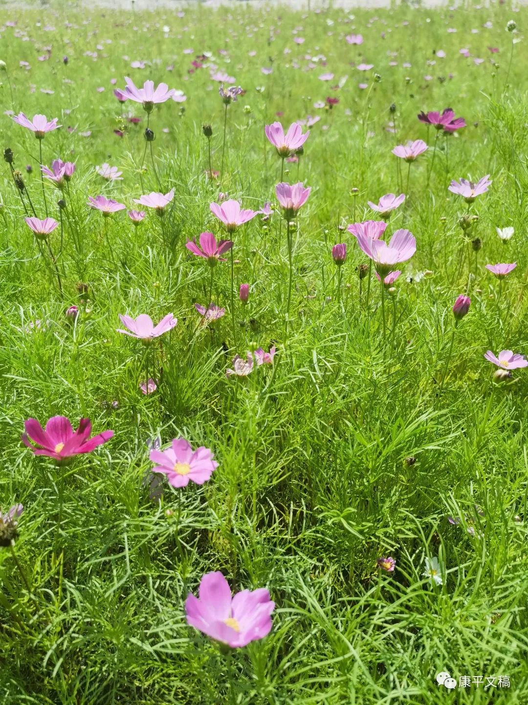 Blooming Gesang Flowers on Lalin Railway (1) Original by Li Kangping - iMedia