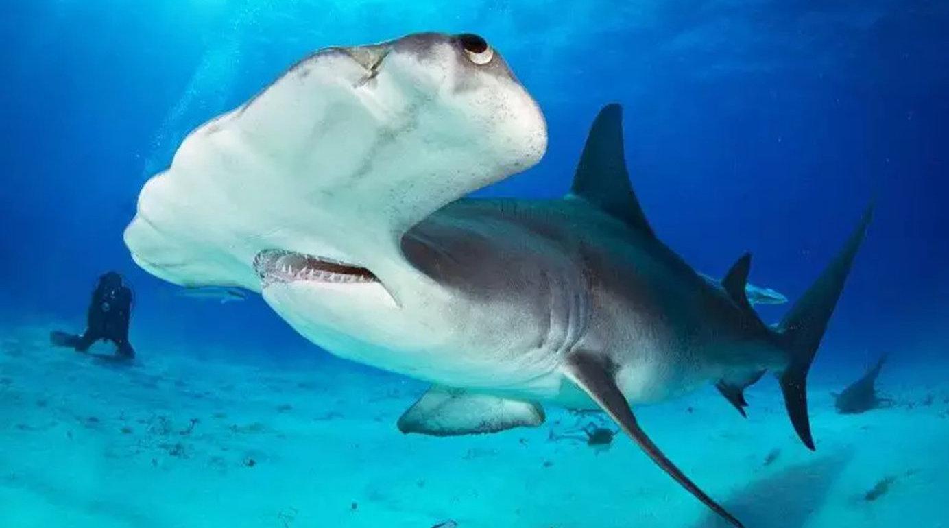 The 10 most vengeful animals, the avengers of the animal world, don't ...