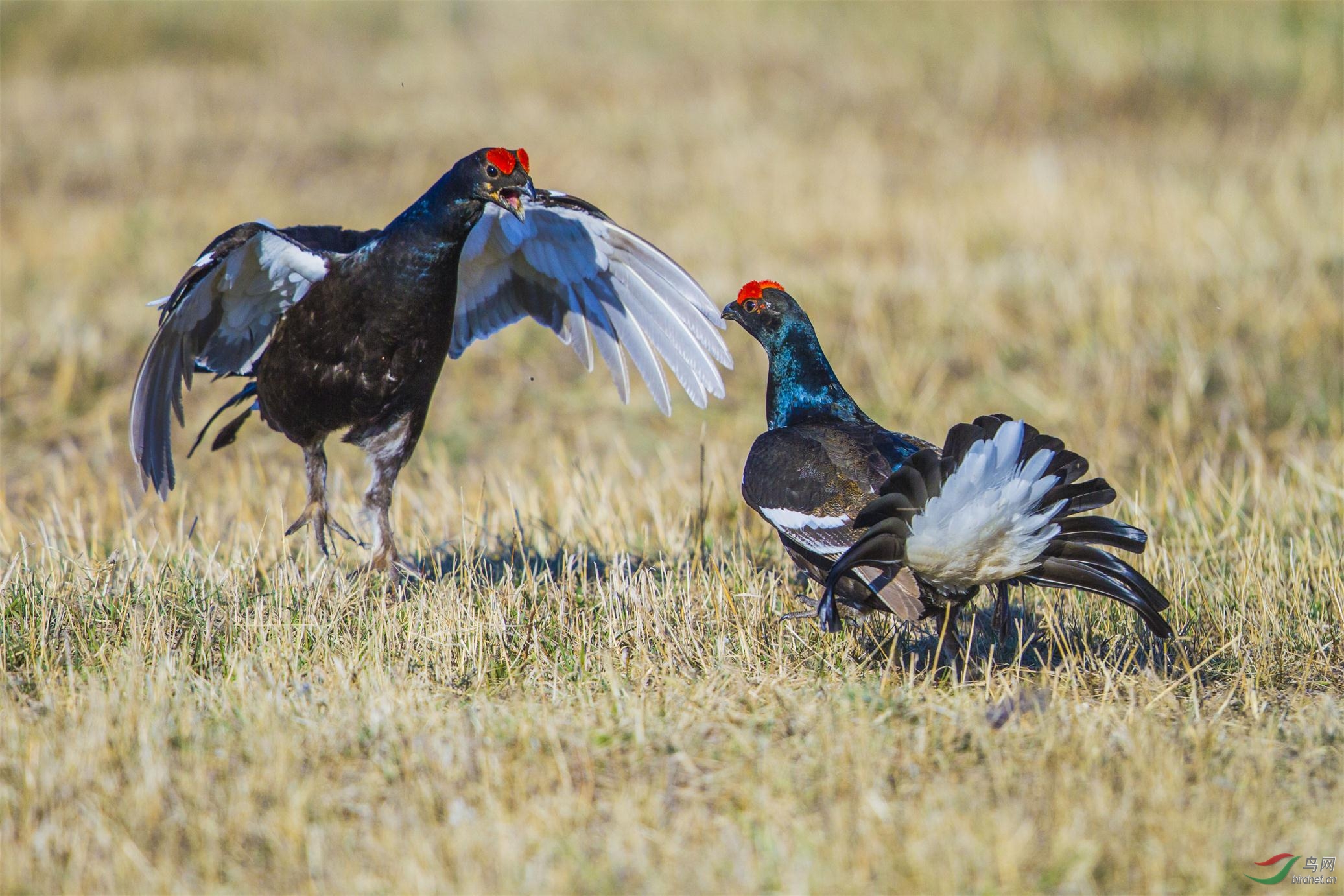 Xinjiang black qin chicken plays with wild wolf and kills it - iNEWS
