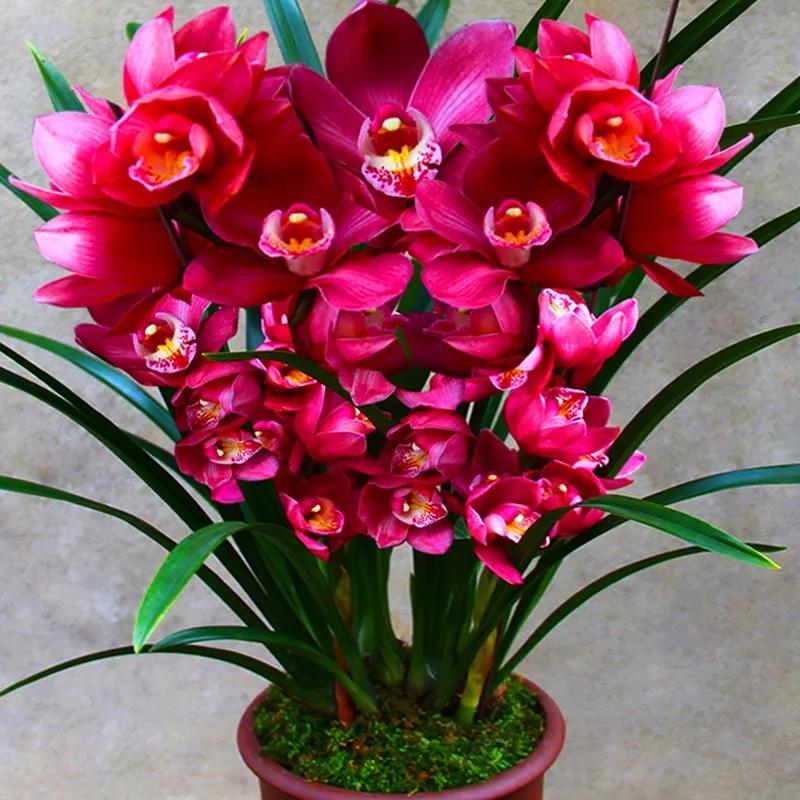 Ruby Orchid - iNEWS