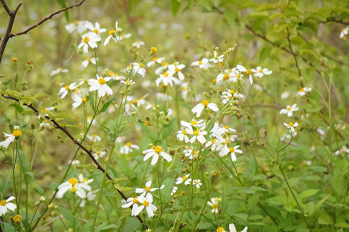 This kind of wild flower in the countryside is called "gouwa flower ...