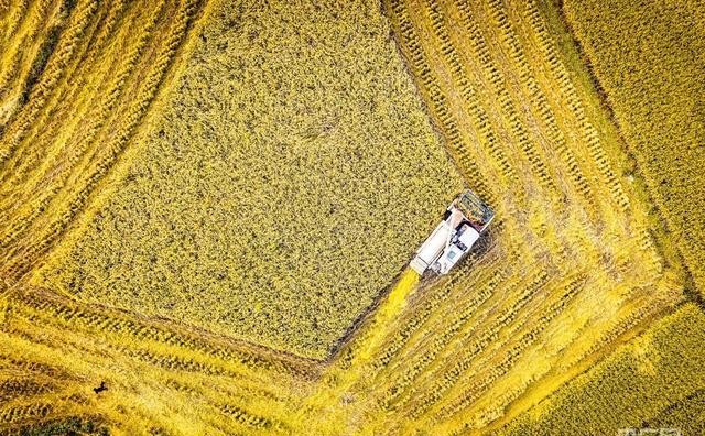 Playing the song of late rice harvest in the fields of hope - iNEWS