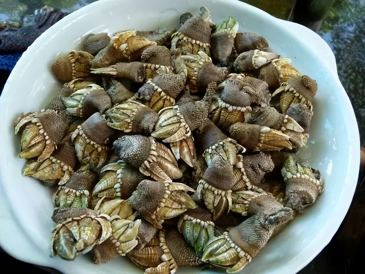 How scary are barnacles? Low-key parasites in the ocean torture whales ...
