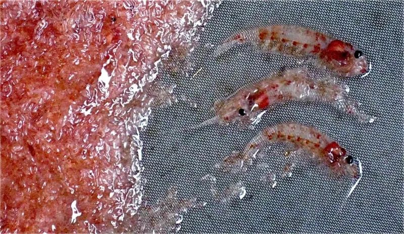 This "shrimp" is poisonous, and blue whales can swallow a large group ...