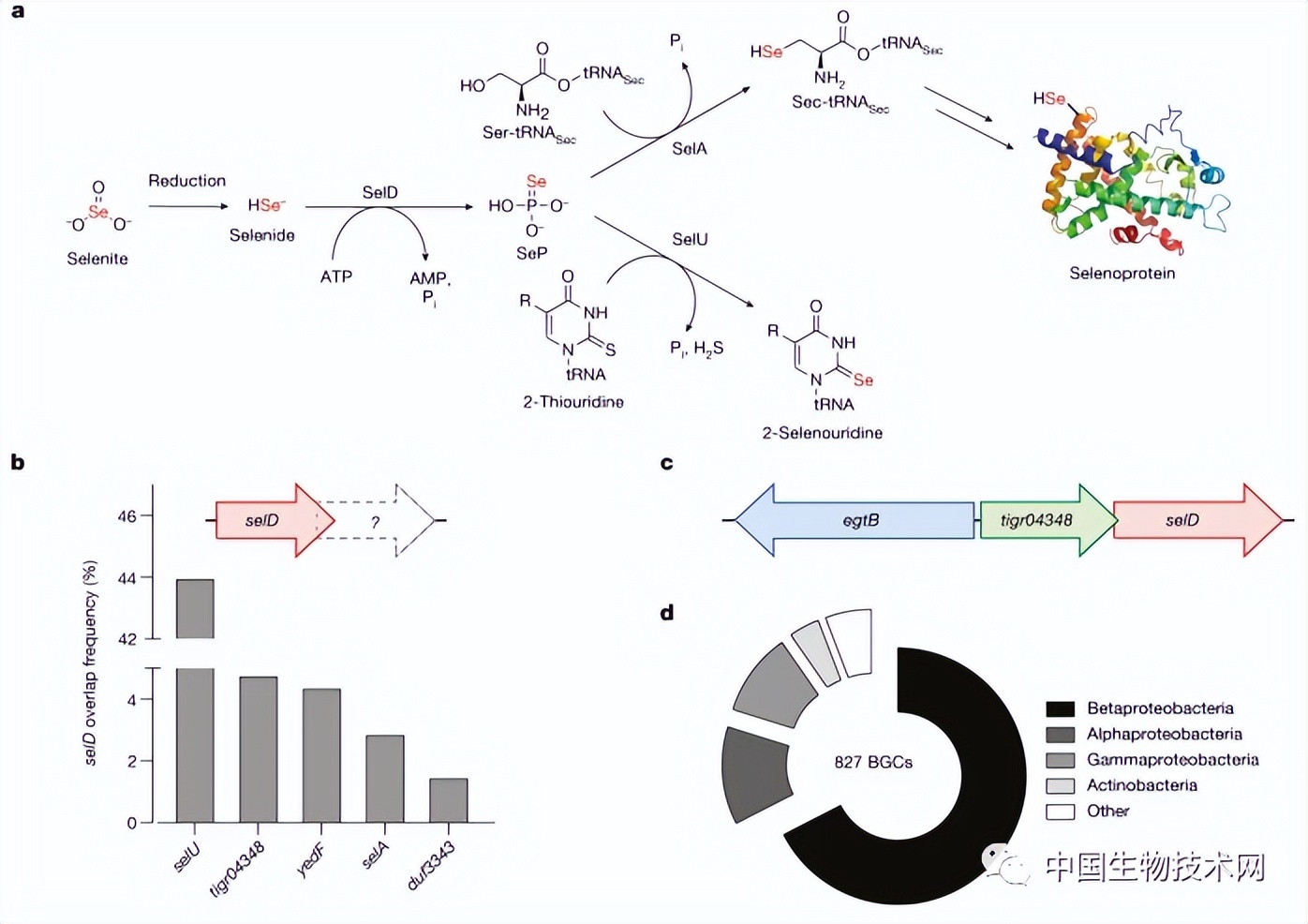 "Nature" breakthrough!Study reveals first biosynthetic pathway for ...