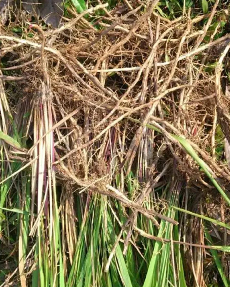 Shaped like a needle, it can drill soil and penetrate stone - iNEWS