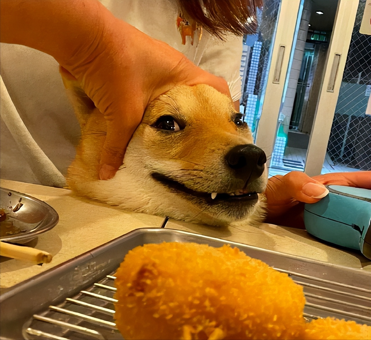 Netizen: People who "keep dogs" and "don't keep dogs" lead completely ...