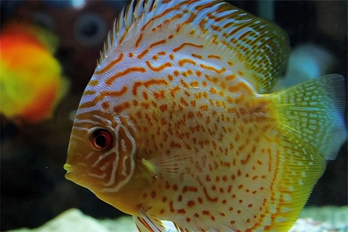 Angelfish: A Fascinating Aquatic Wonderland - iMedia