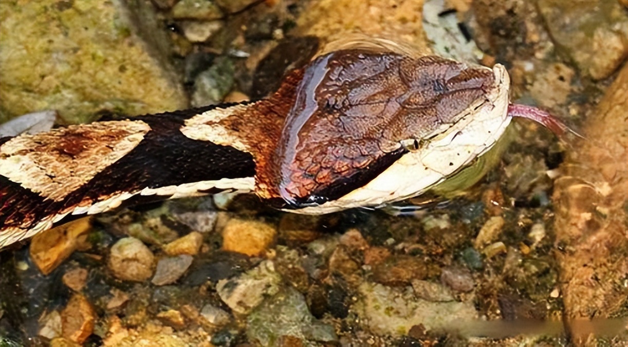 Challenge to popularize a venomous snake every day on the twelfth day ...