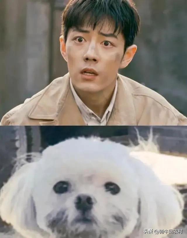 Xiao Zhan hits the dog's expression bag - iMedia