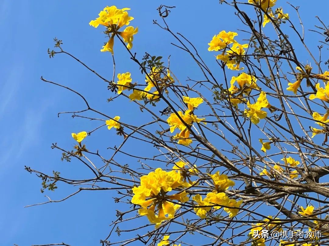 "Introduction to Famous Flowers" Suzuki - iNEWS