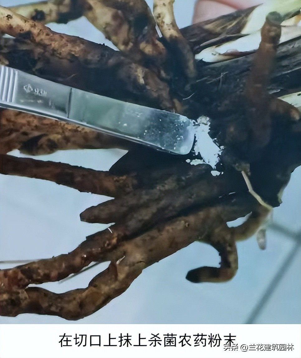 Look at the diagram of orchid ramets - iNEWS