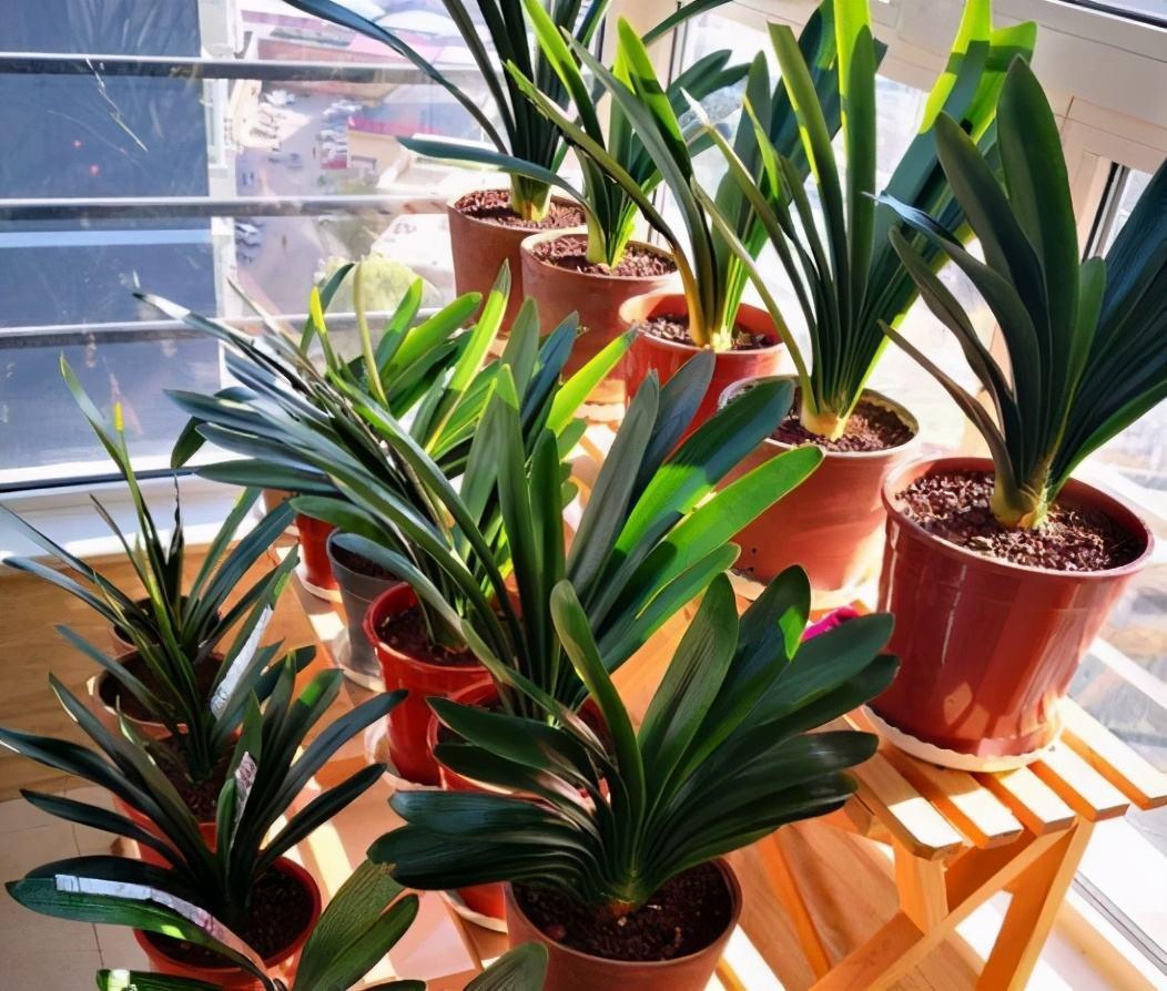 There are 4 "small signals" before the Clivia blooms. When you see that ...