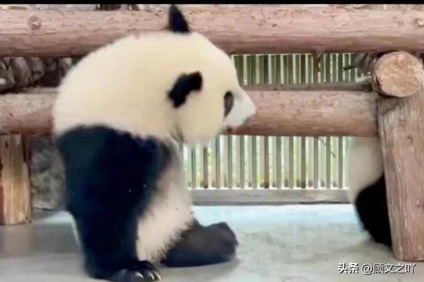 Are you still lying down? The miracle path of the disabled panda "Fu ...