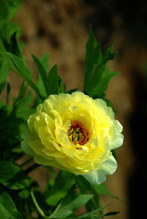 "Hundred Flowers Collection" (287) - iNEWS