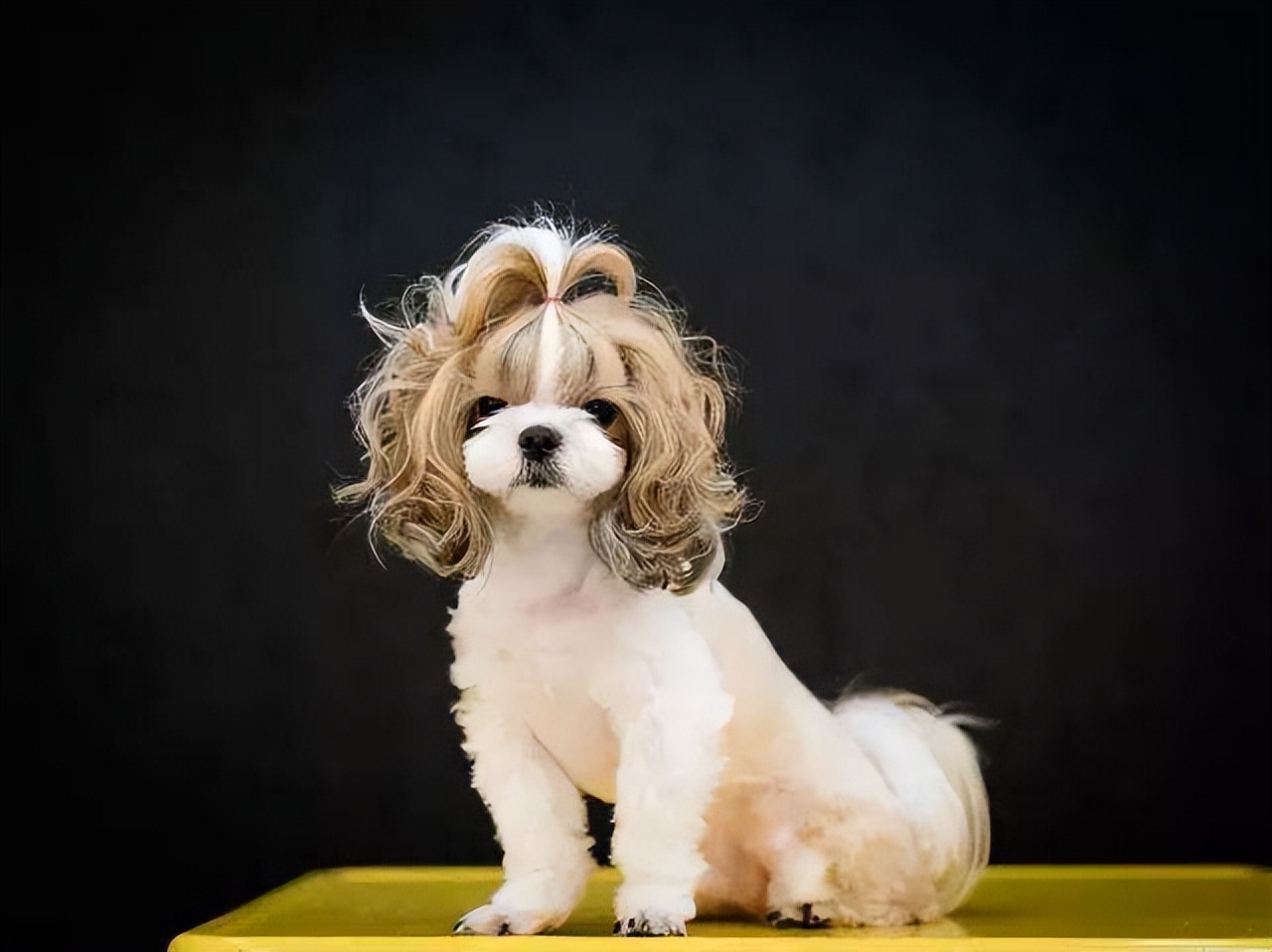 6 kinds of "beautiful" but "unpopular" dogs, the average person has ...