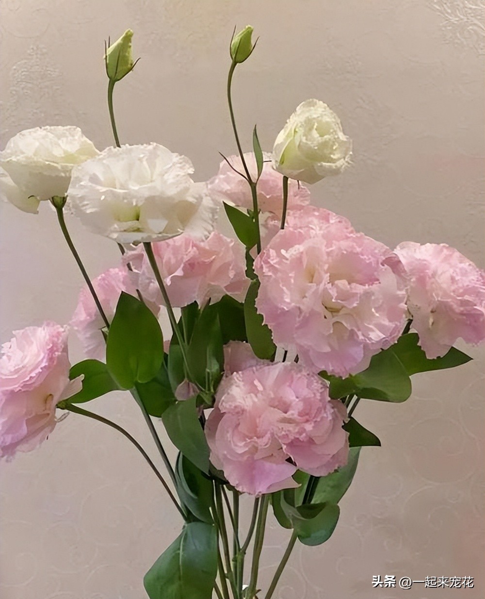 Inventory of 6 classic and beautiful New Year's Eve flowers, each of ...