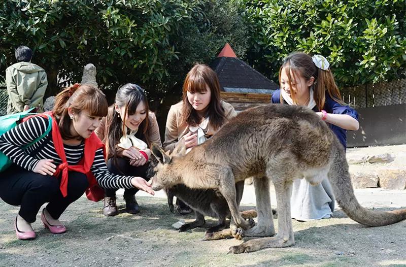 The zoo was shocked to find a feed thief who broke into the tortoise's salad bar to eat a king ...