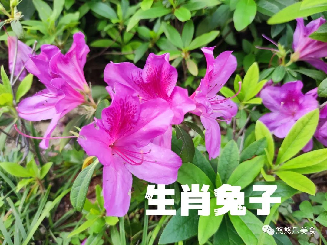 In the double spring year of the leap month, the old man said: The 4 ...