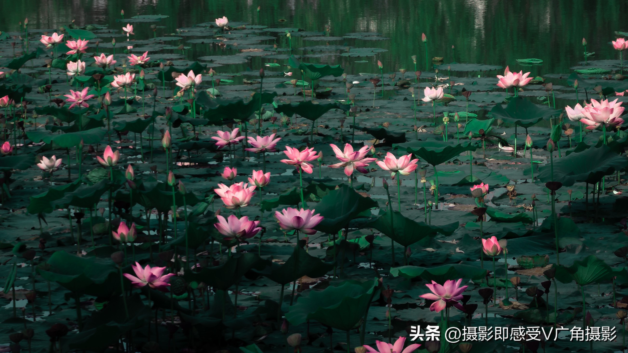It's the lotus season again, are you still shooting a flower? - iNEWS