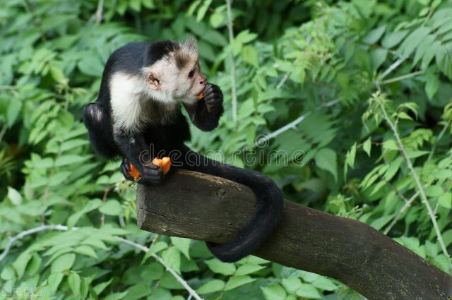 Capuchin monkeys have superior intelligence, even comparable to ancient ...