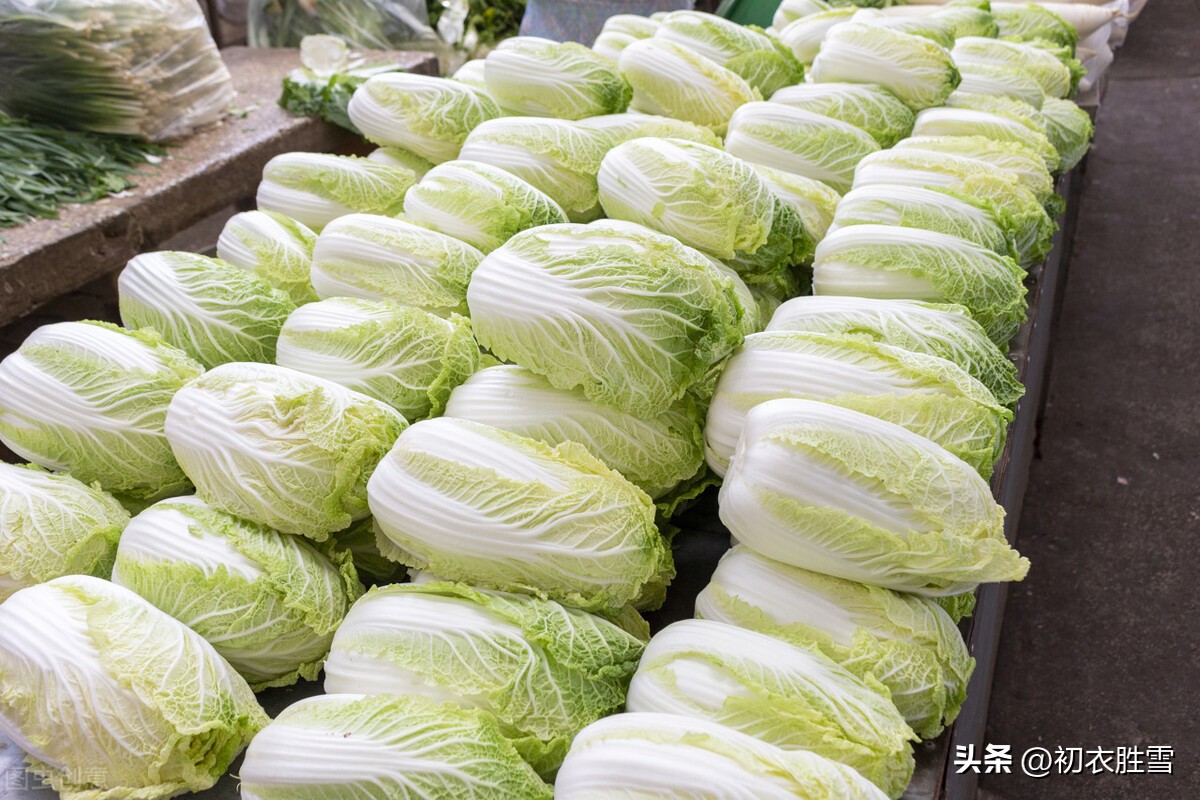 Talk about cabbage in early winter, enjoy reading eight ancient poems ...