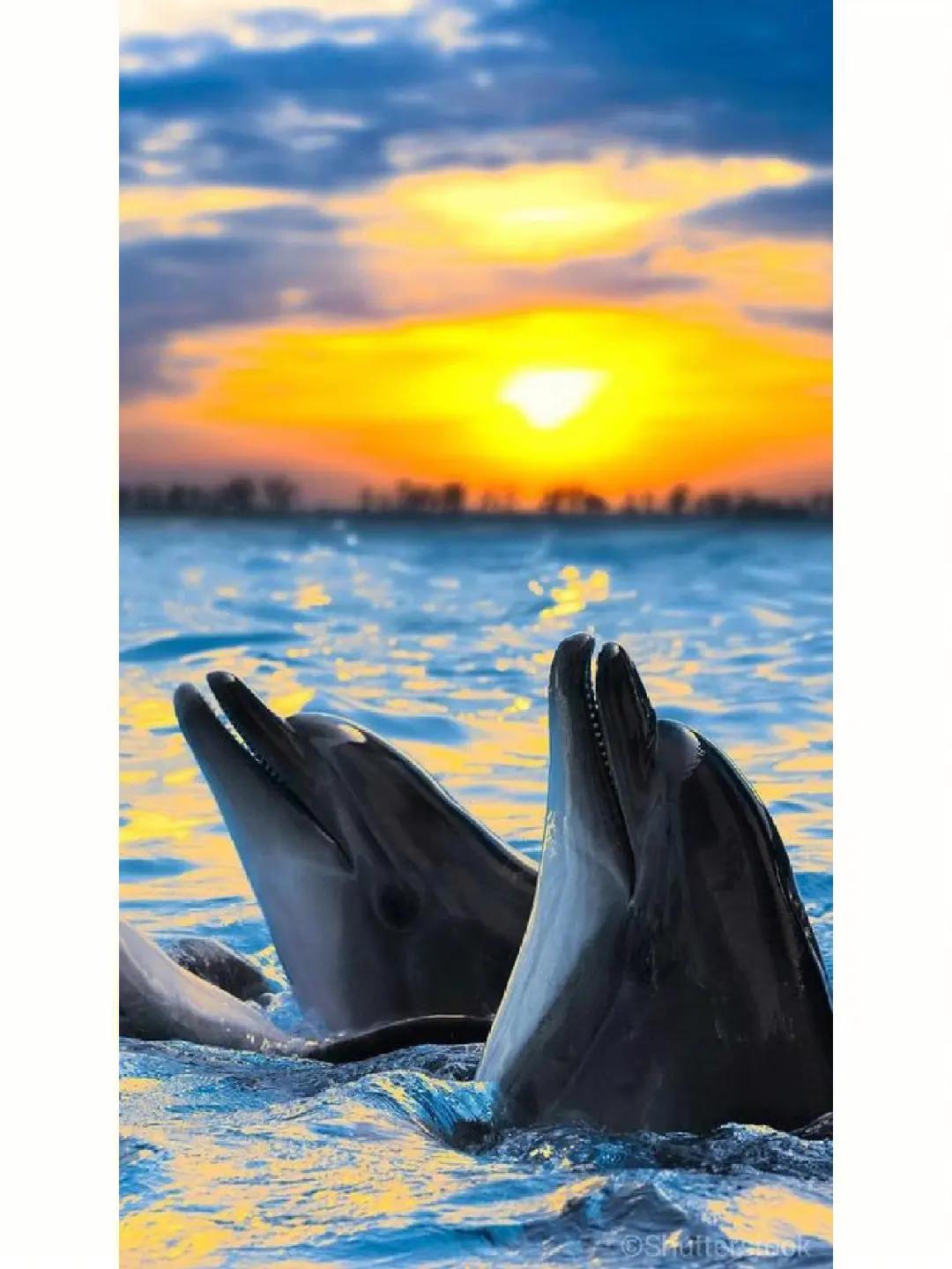 A Study of Dolphin Social Behavior and Communication Styles - iNEWS