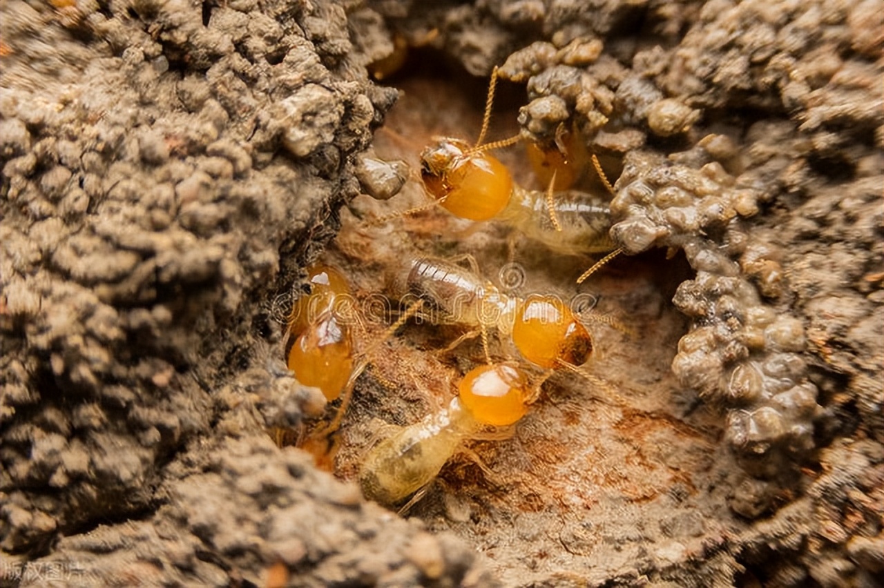 How miserable is the glorious life of the termite queen? - iNEWS
