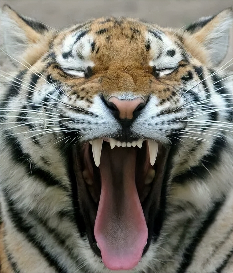 If I hold a little tiger and squat a hundred times a day, as it grows ...