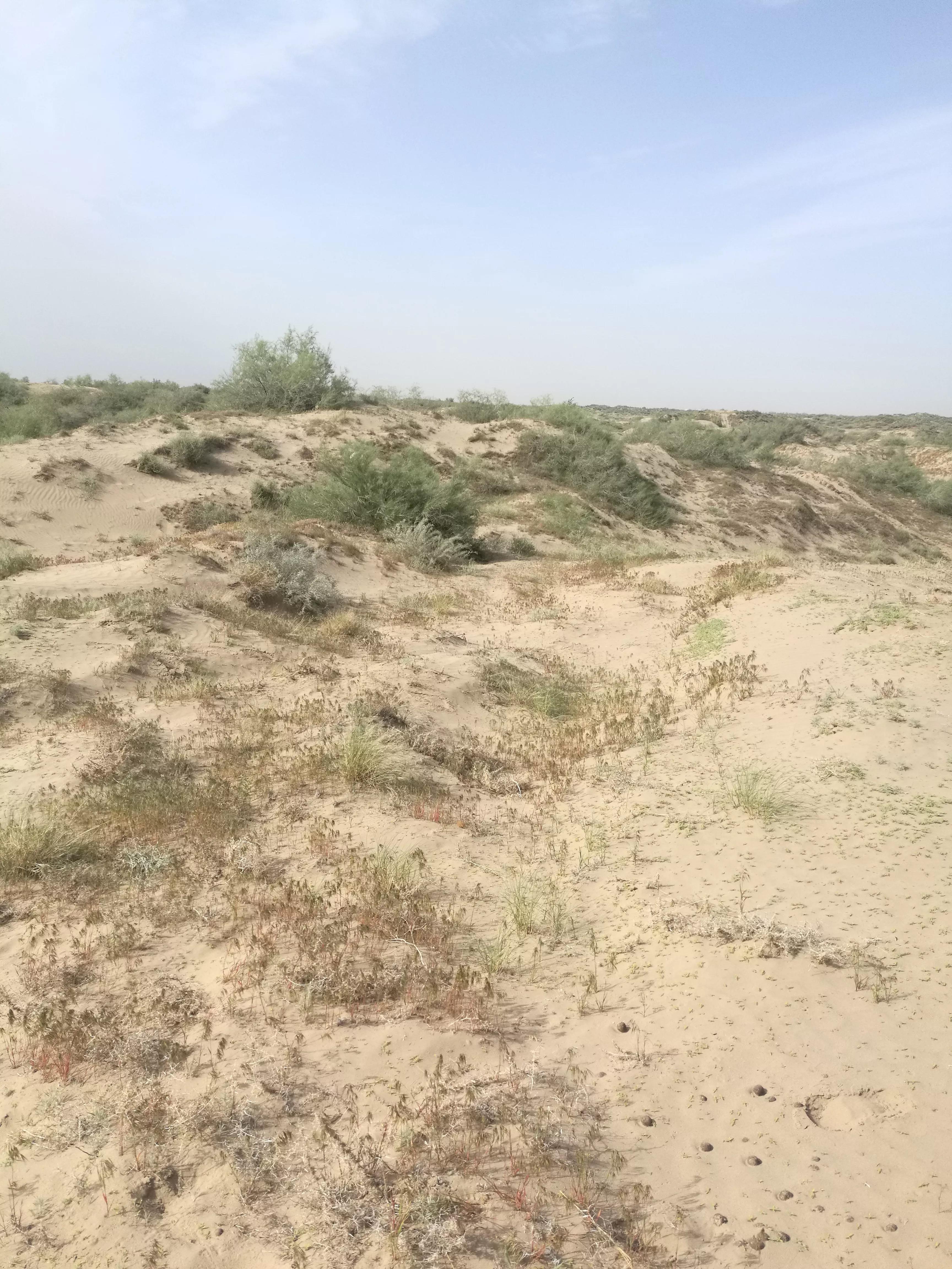 Tukai Desert in Kekedala, Ili - iNEWS