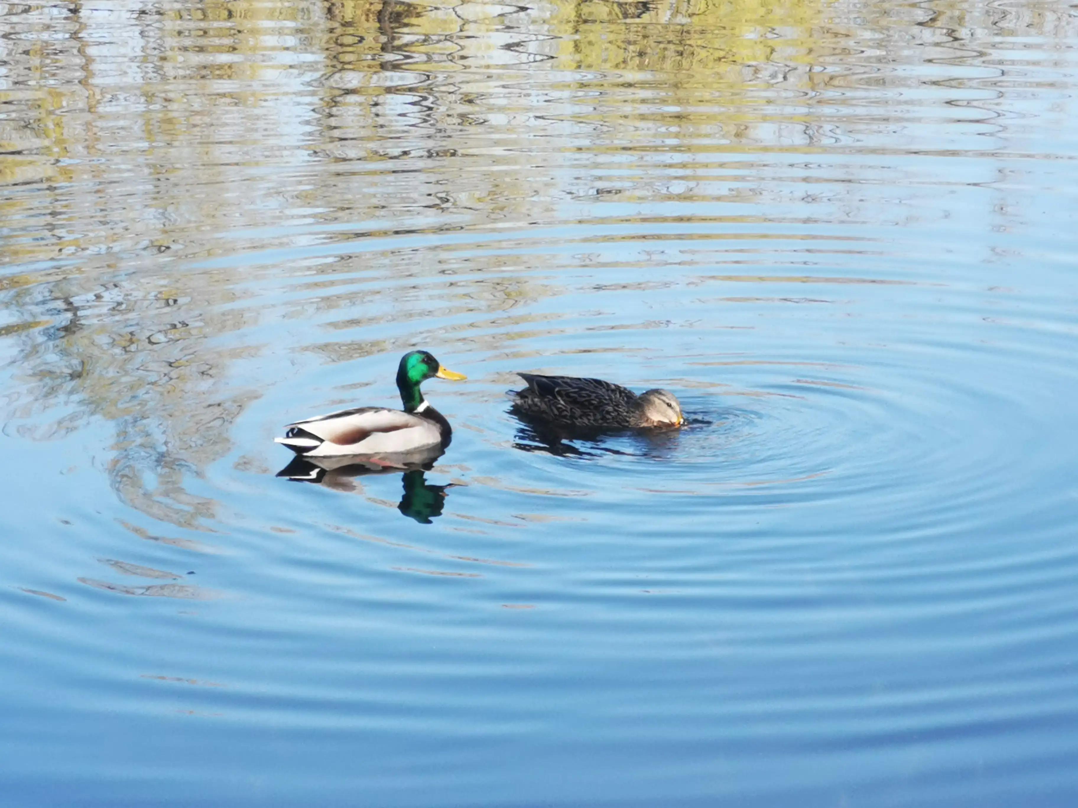Willow spring breeze on March 3rd, painting bridges and fragrant ...