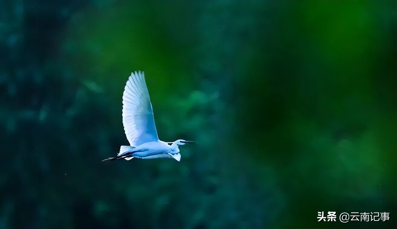 Xuanwei, Yunnan: Clear waters and lush mountains "attract herons" - iNEWS