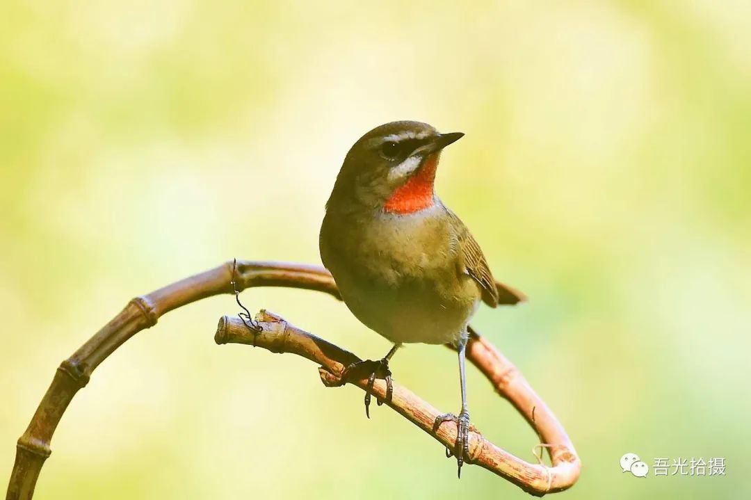 Noble Bird—Red-throated Robin - iNEWS